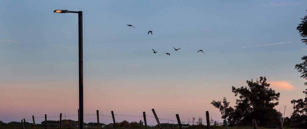 FlexSol's Solar Wildlife Friendly Lighting Edition - Soluxio